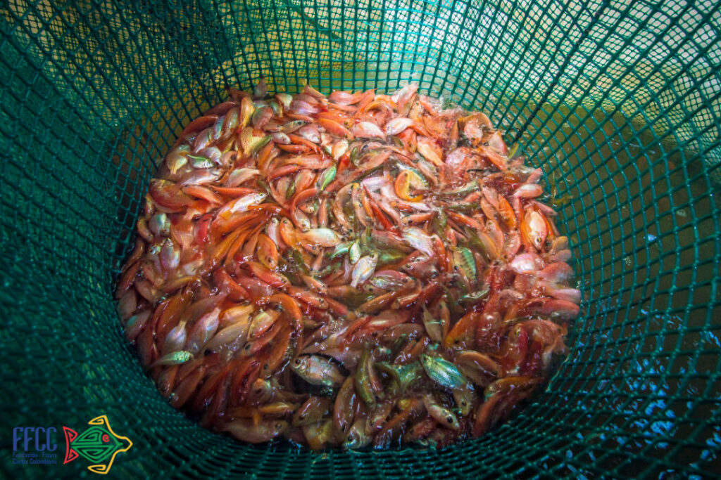 Fauna Caribe Colombiana – Somos la fundación de fauna por excelencia de ...